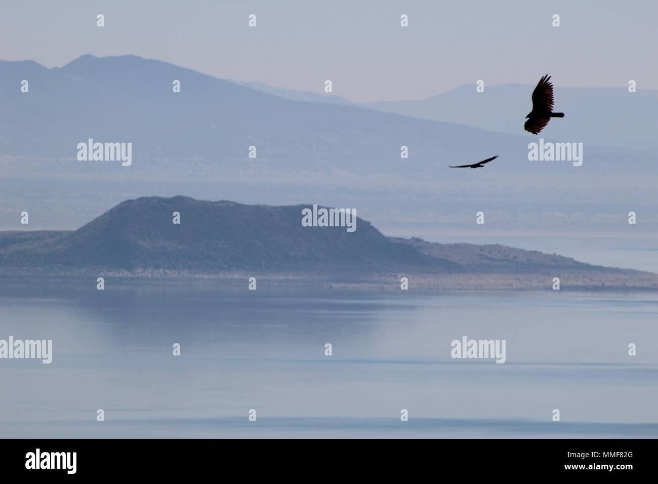 Hawk nevada hi-res stock photography and images - Alamy