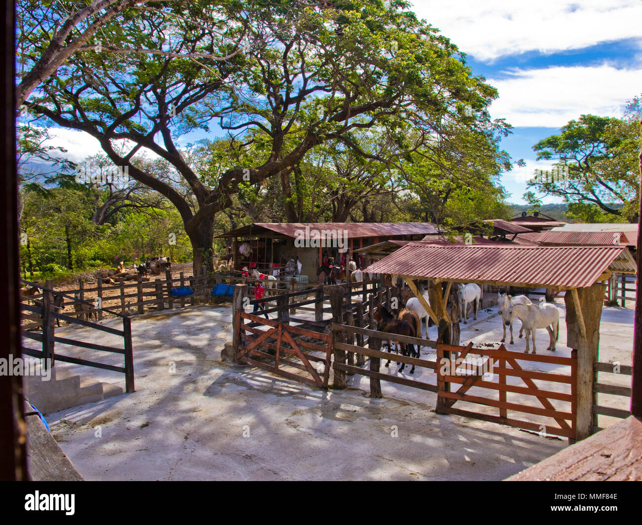 Costa Rica Cowboy High Resolution Stock Photography and Images - Alamy