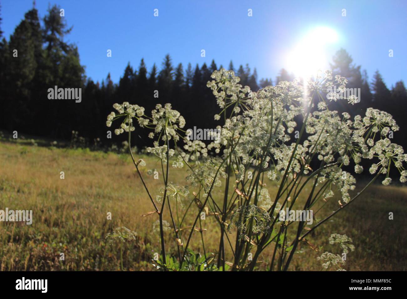 Flowers at Yosemite Stock Photo - Alamy