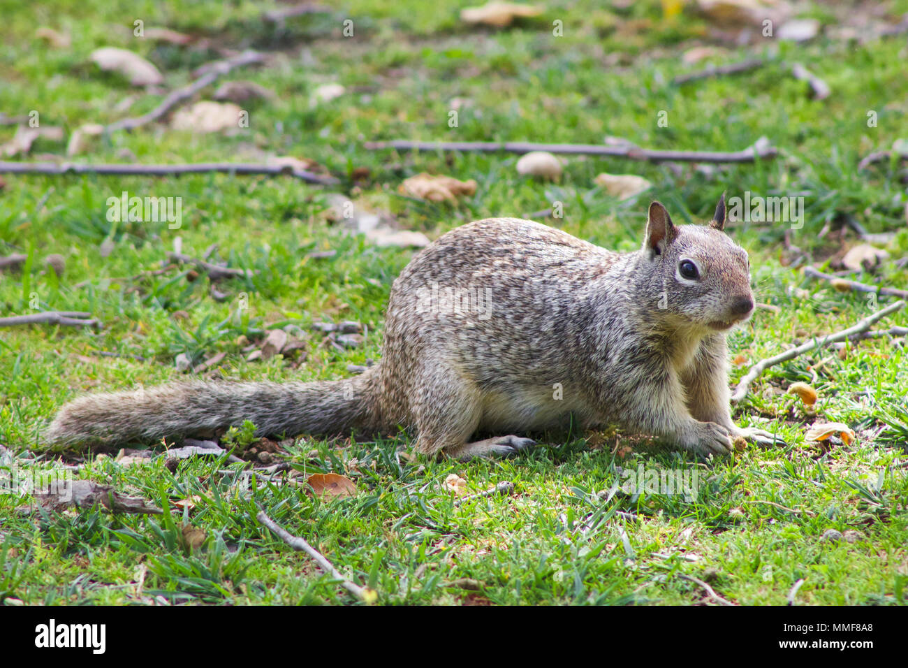 Squirrel Resting at Fairview Park, Costa Mesa Stock Photo - Alamy