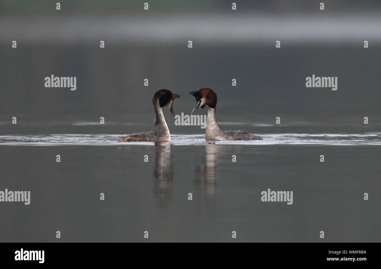 Great Crested Grebes-Podiceps cristatus display courtship. Uk Stock ...