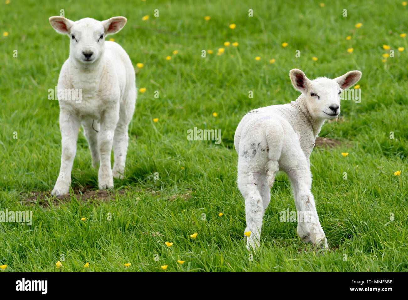 Two lambs in a field in England Stock Photo - Alamy