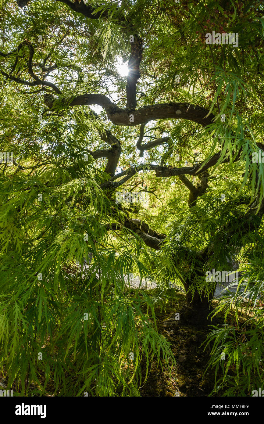 A closeup view of a Japanese Maple tree in Seatac, Washington Stock ...