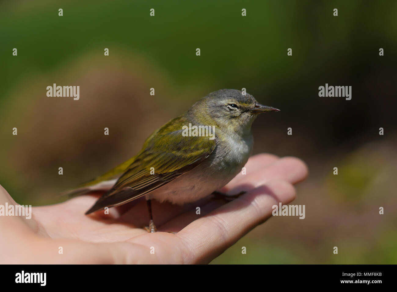 Domesticated finch hi-res stock photography and images - Alamy
