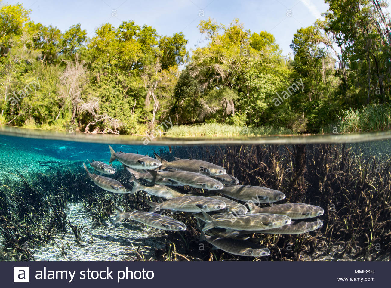 Striped Mullet Stock Photos & Striped Mullet Stock Images - Alamy