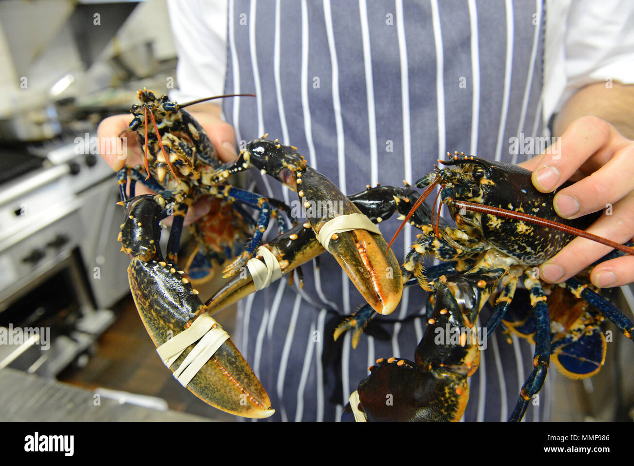 Chef with lobsters in the kitchen of a restaurant with bands around ...
