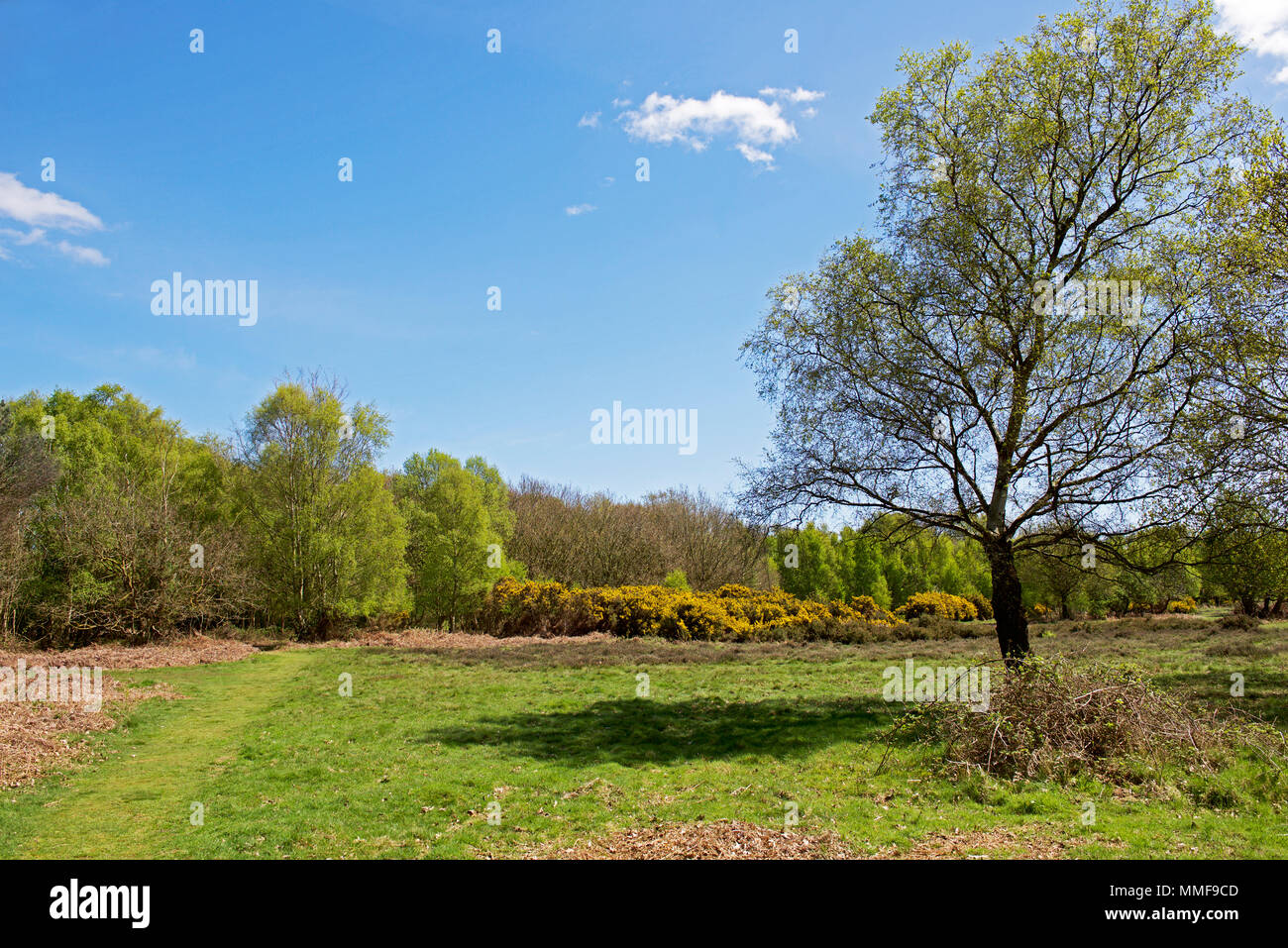 Heath spring hi-res stock photography and images - Alamy
