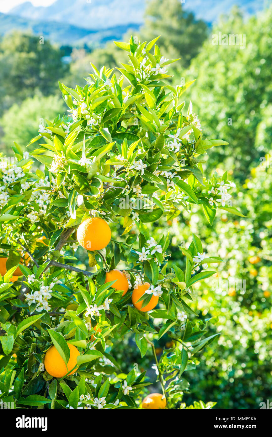 Orange tree plantation with both ripe fruit and new flowers Stock Photo ...