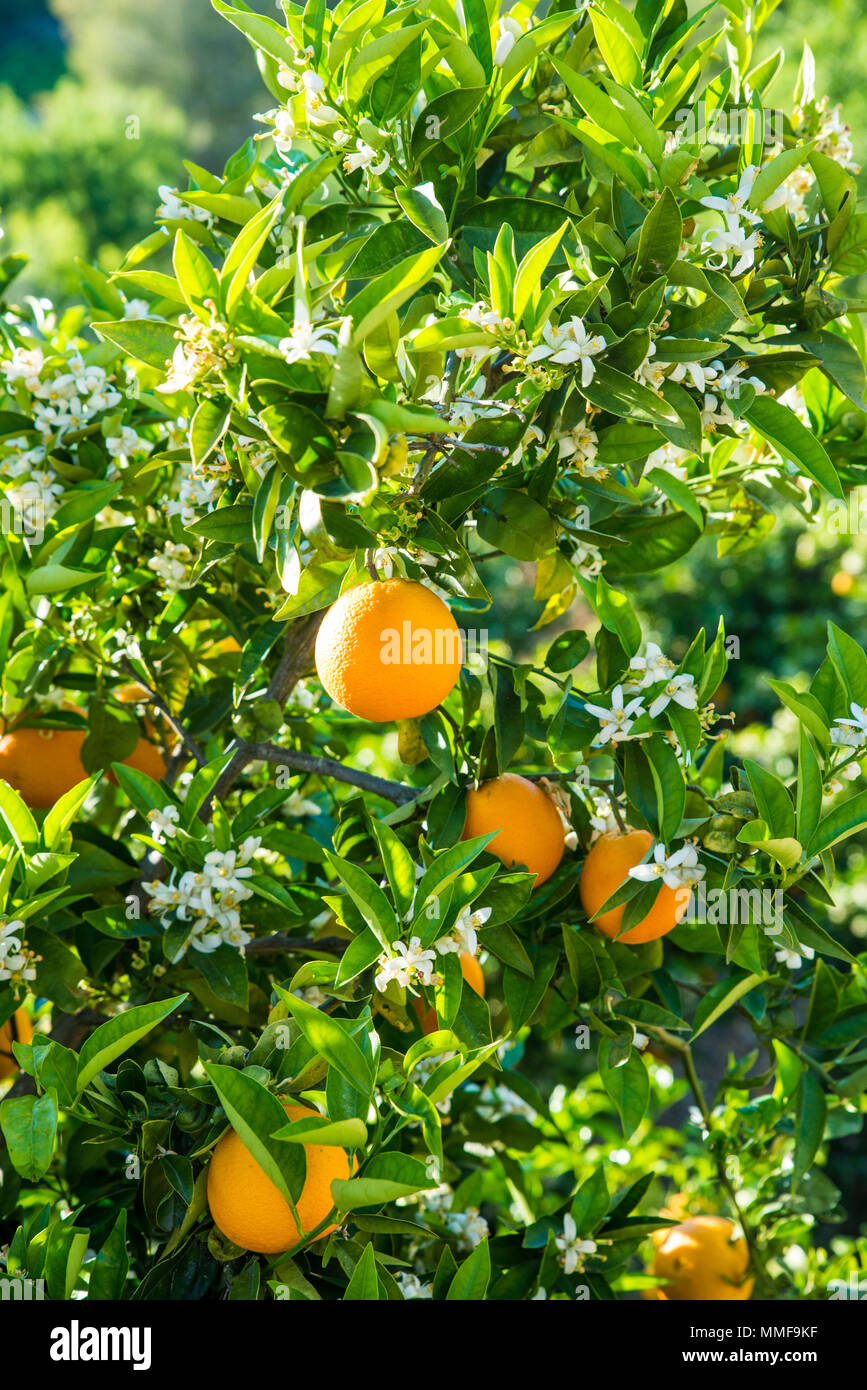 Orange tree plantation with both ripe fruit and new flowers Stock Photo ...