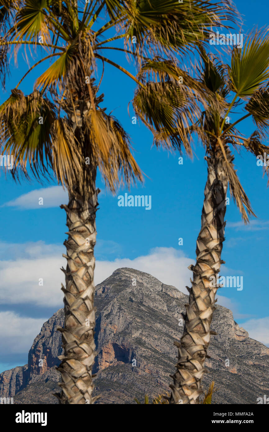 The magnificent Montgo mountain viewed through the Palm Trees on Arenal ...