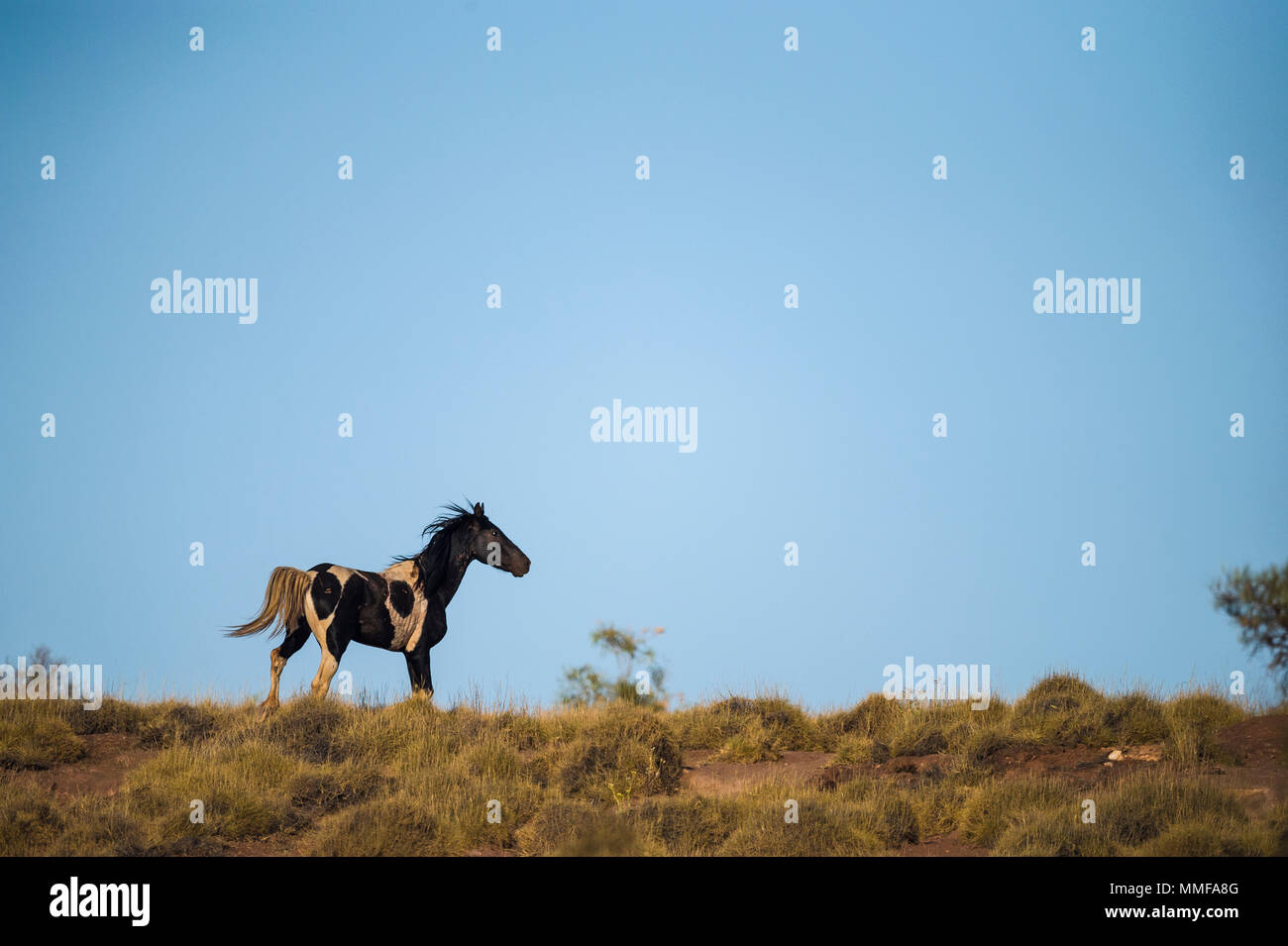 Brumby horse australia hi-res stock photography and images - Alamy