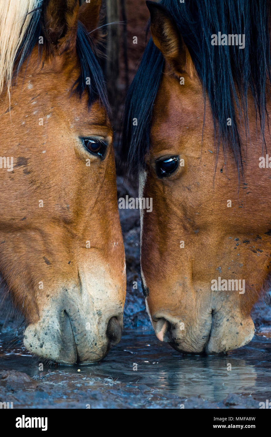 Wild horses known as Brumby's drink from a dwindling desert waterhole ...