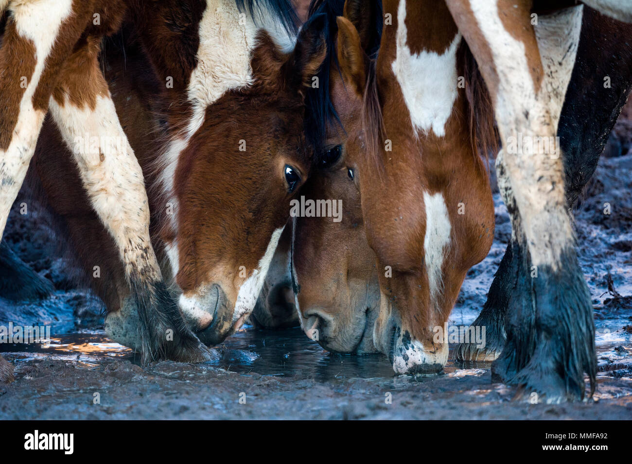 Wild horses known as Brumby's drink from a dwindling desert waterhole ...