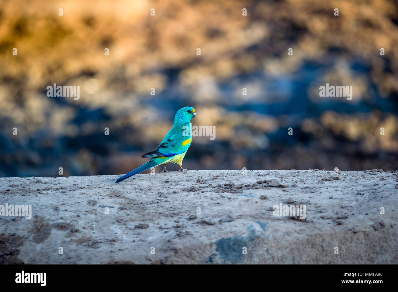 Parrot resting hi-res stock photography and images - Alamy