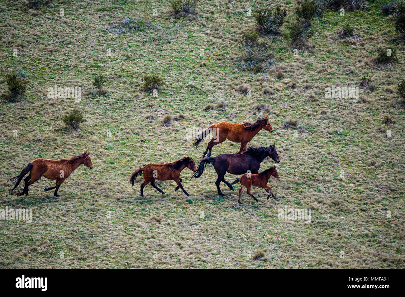Feral wild horse hi-res stock photography and images - Alamy