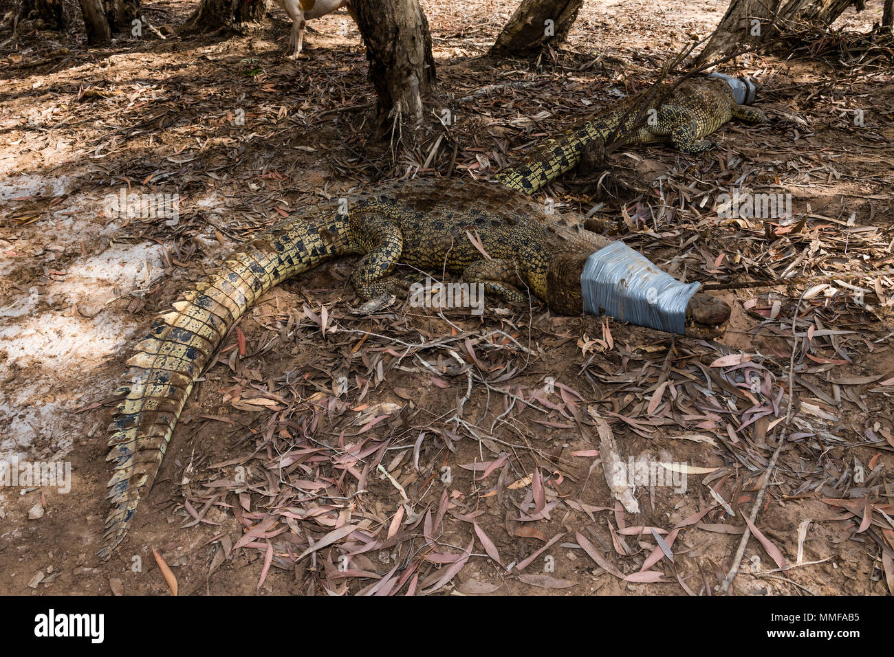 Trappers secure Saltwater Crocodile jaws with tape to prevent injury ...