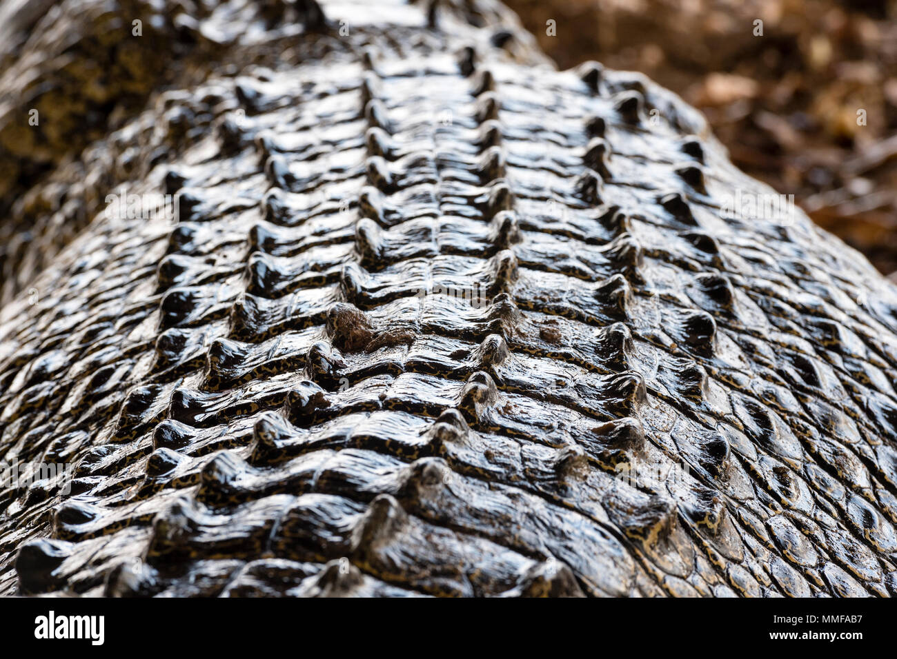 The large leathery scales and scutes on the back of a trapped Saltwater ...