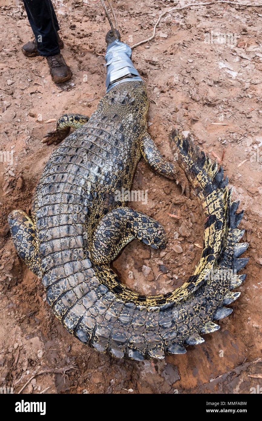 Trappers secure Saltwater Crocodile jaws with tape to prevent injury ...