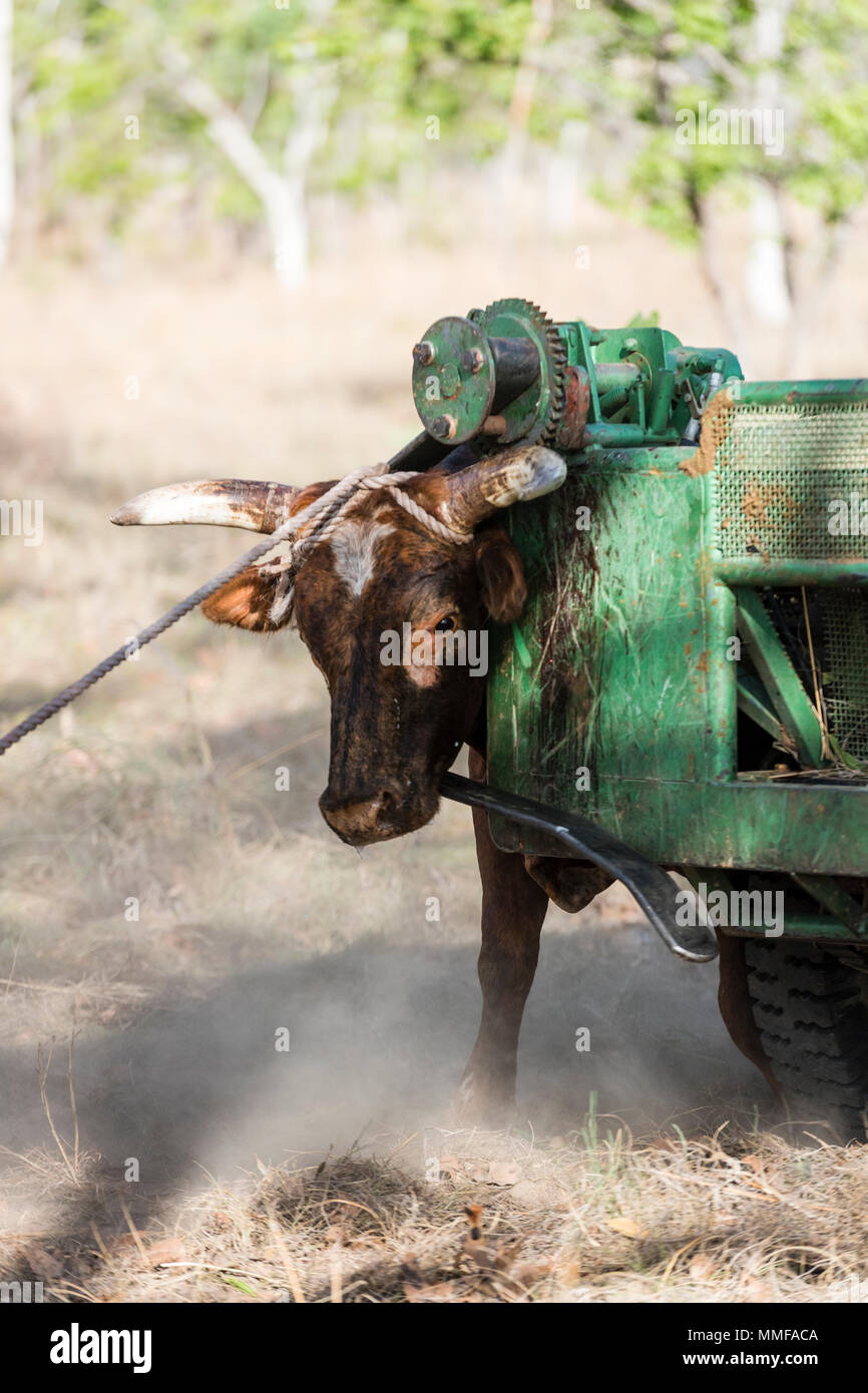 Cattle truck australia hi-res stock photography and images - Alamy