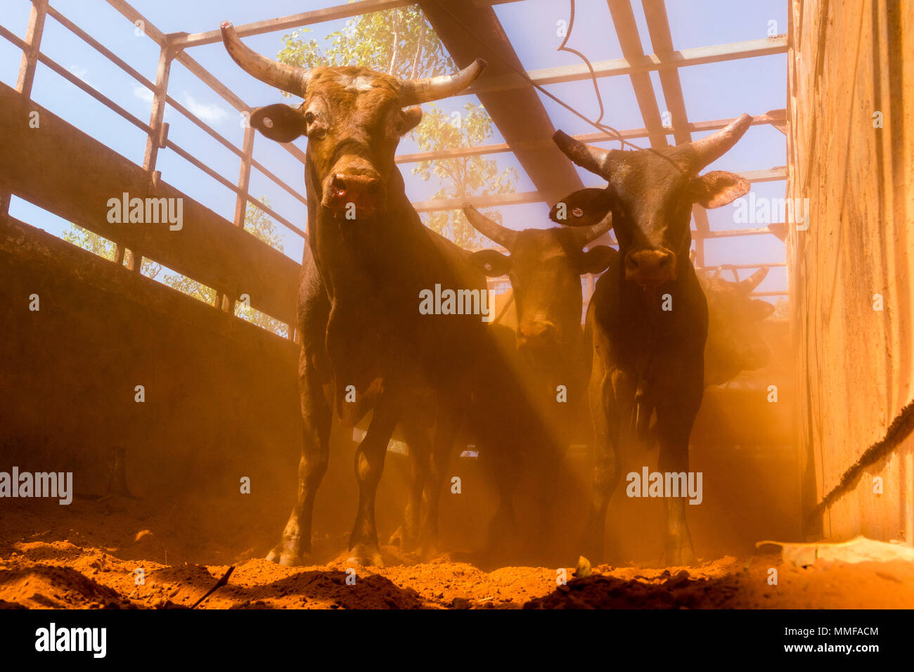 Cattle truck hi-res stock photography and images - Alamy