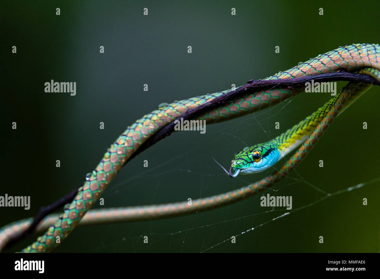 Parrot snake leptophis ahaetulla hi-res stock photography and images ...