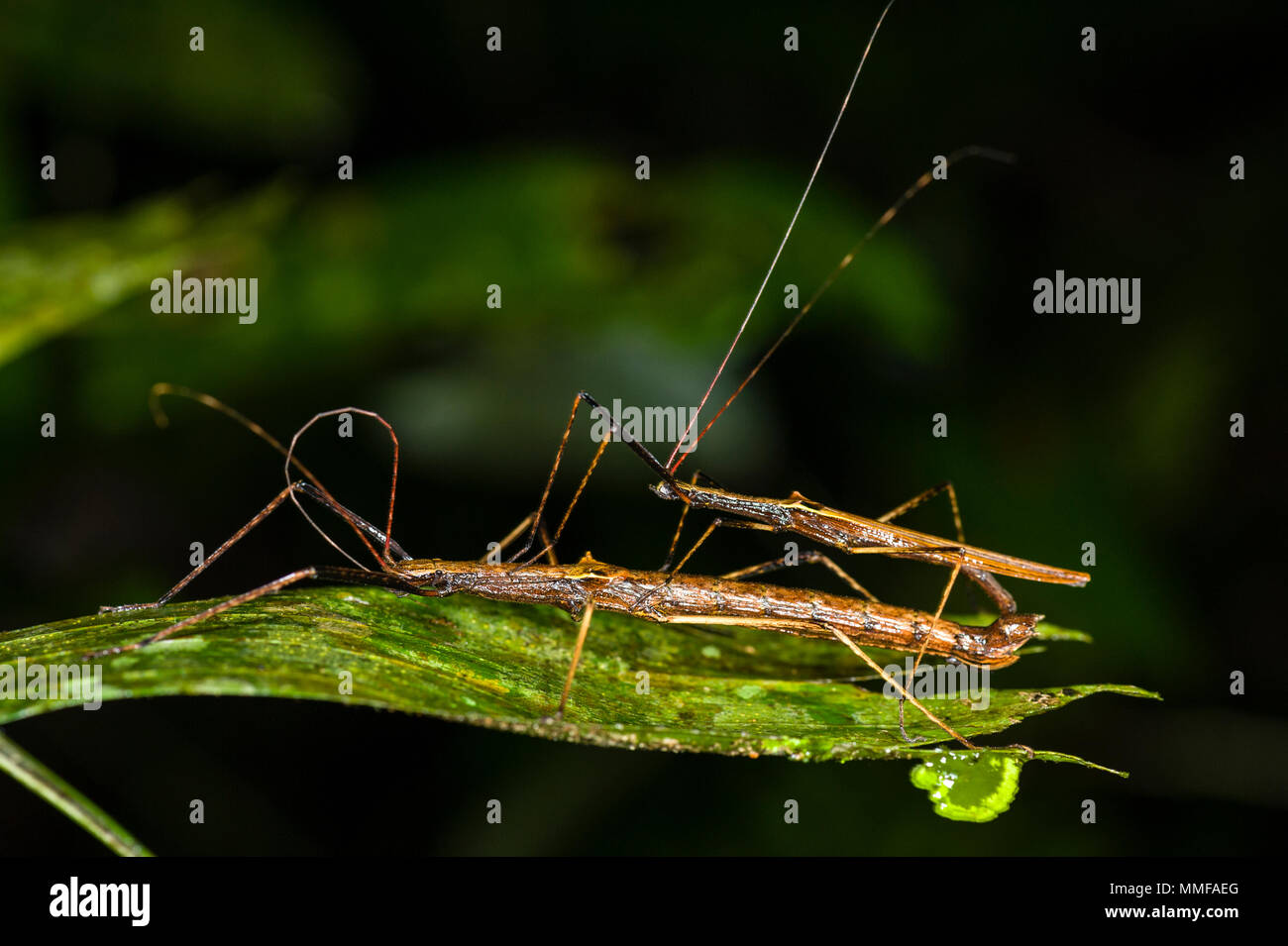 Stick insect amazon hi-res stock photography and images - Alamy