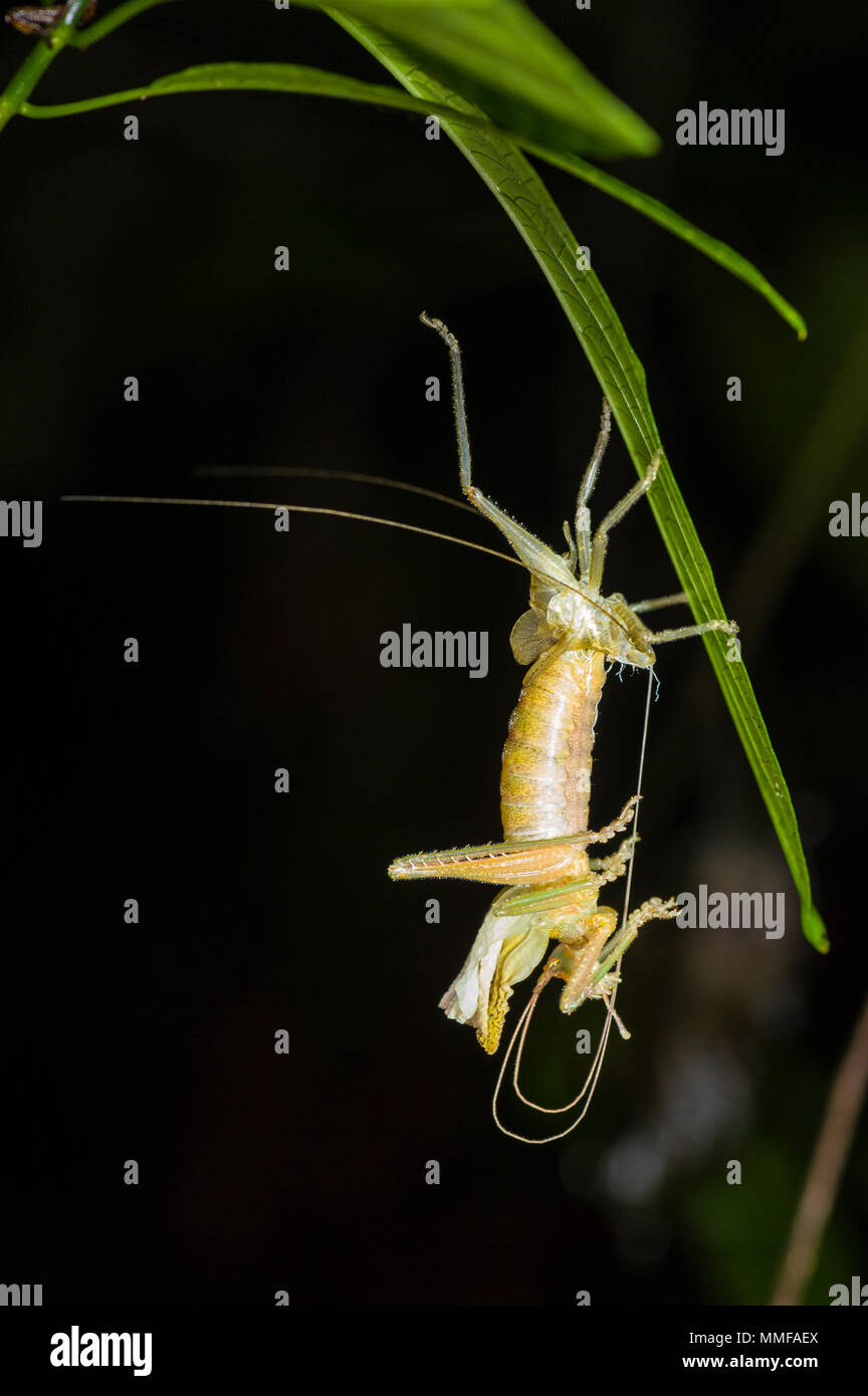 Exoskeleton shedding hi-res stock photography and images - Alamy