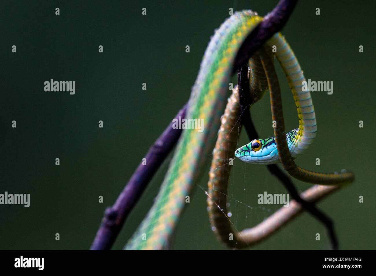Parrot snake leptophis ahaetulla hi-res stock photography and images ...
