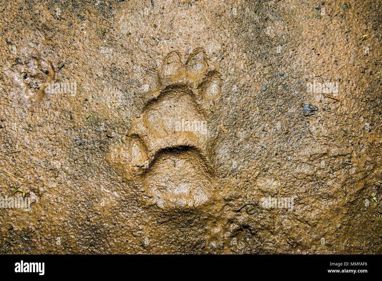 Jaguar Print Stock Photos & Jaguar Print Stock Images - Alamy