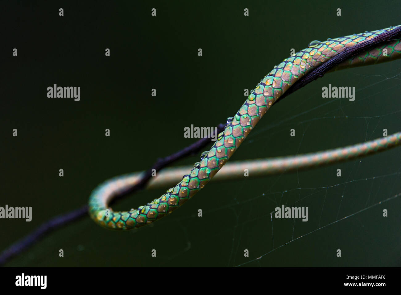 Parrot snake leptophis ahaetulla hi-res stock photography and images ...