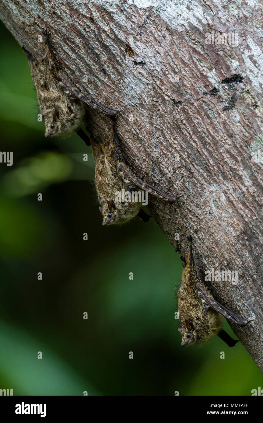 A trio of Long-nosed Bat roosting on a tree trunk overhanging an oxbow ...