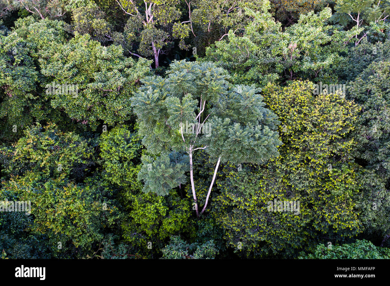 Rainforest canopy hi-res stock photography and images - Alamy