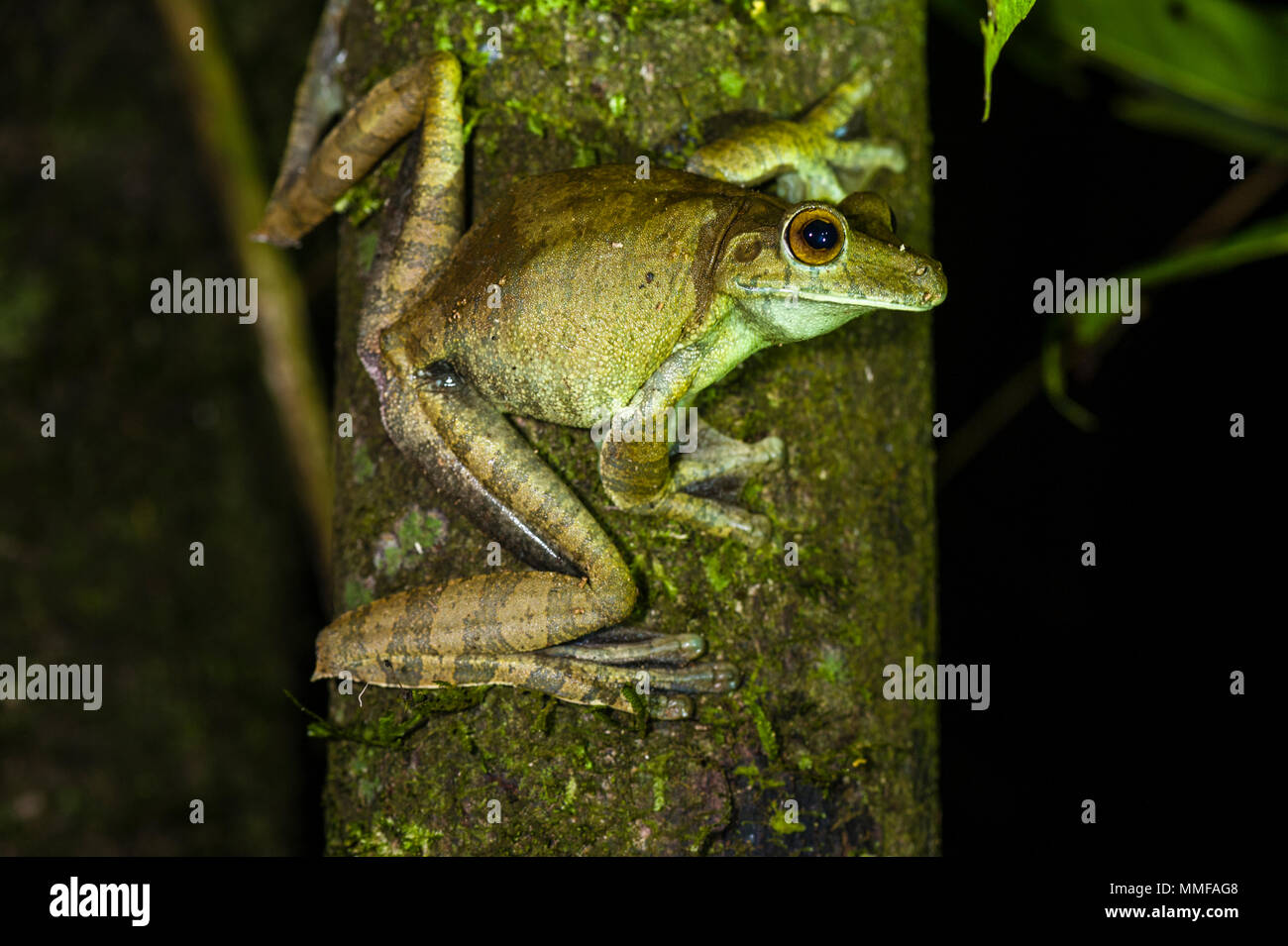 Padded toes hi-res stock photography and images - Alamy