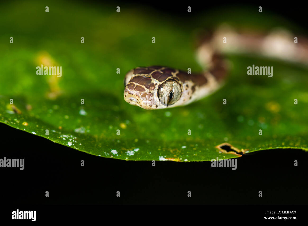A Blunthead Tree Snake coiled on a leaf in the rainforest Stock Photo ...