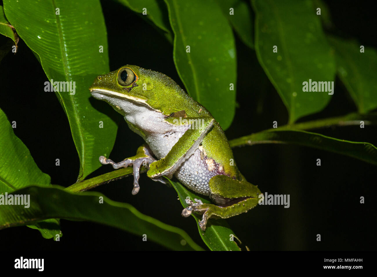 Perched on a twig in the rainforest, a Bicolored Tree Frog in profile ...