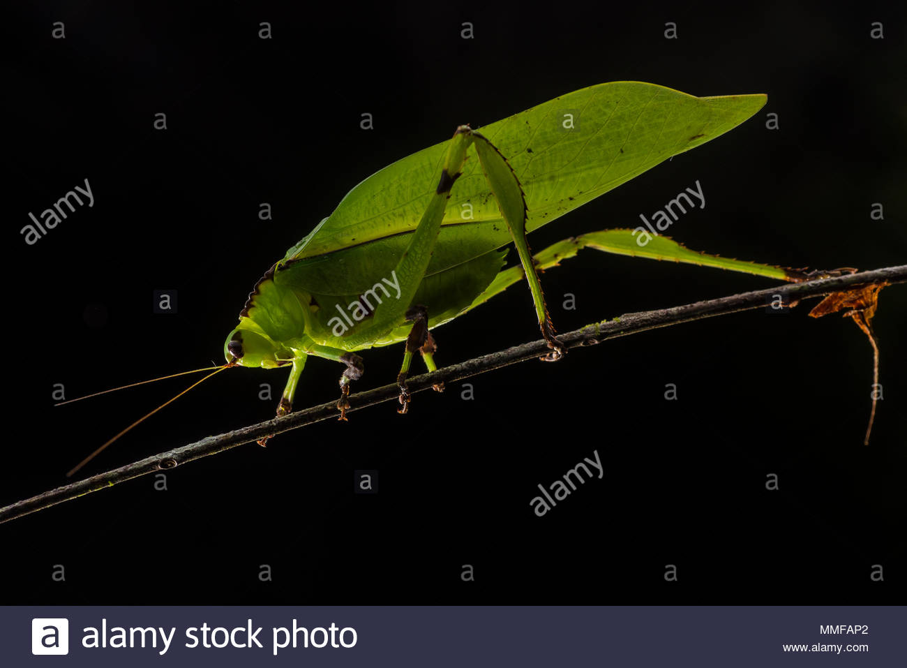 Walking Stick Insect Camouflage Stock Photos Walking Stick Insect