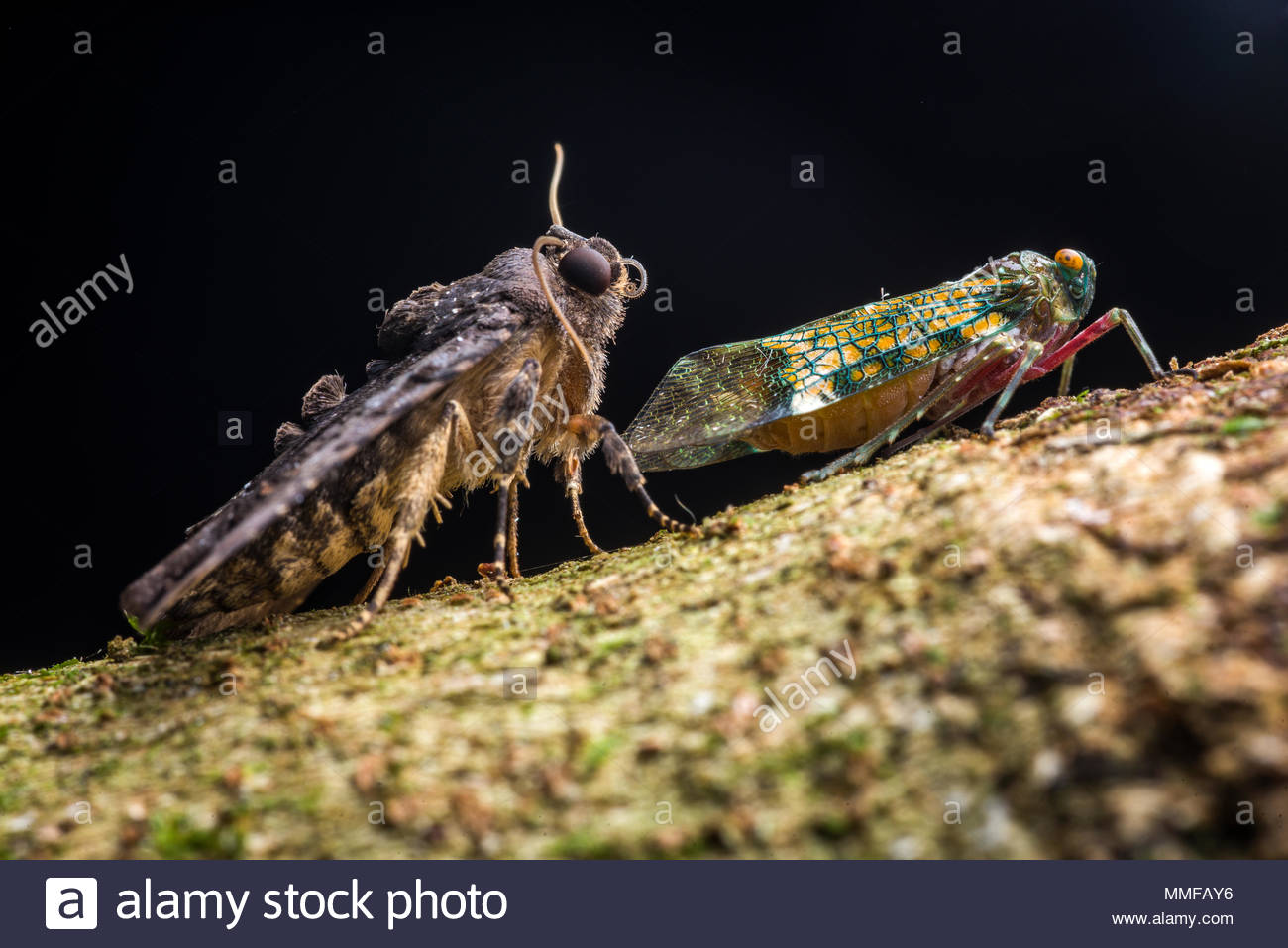 Fulgoridae Stock Photos & Fulgoridae Stock Images - Alamy