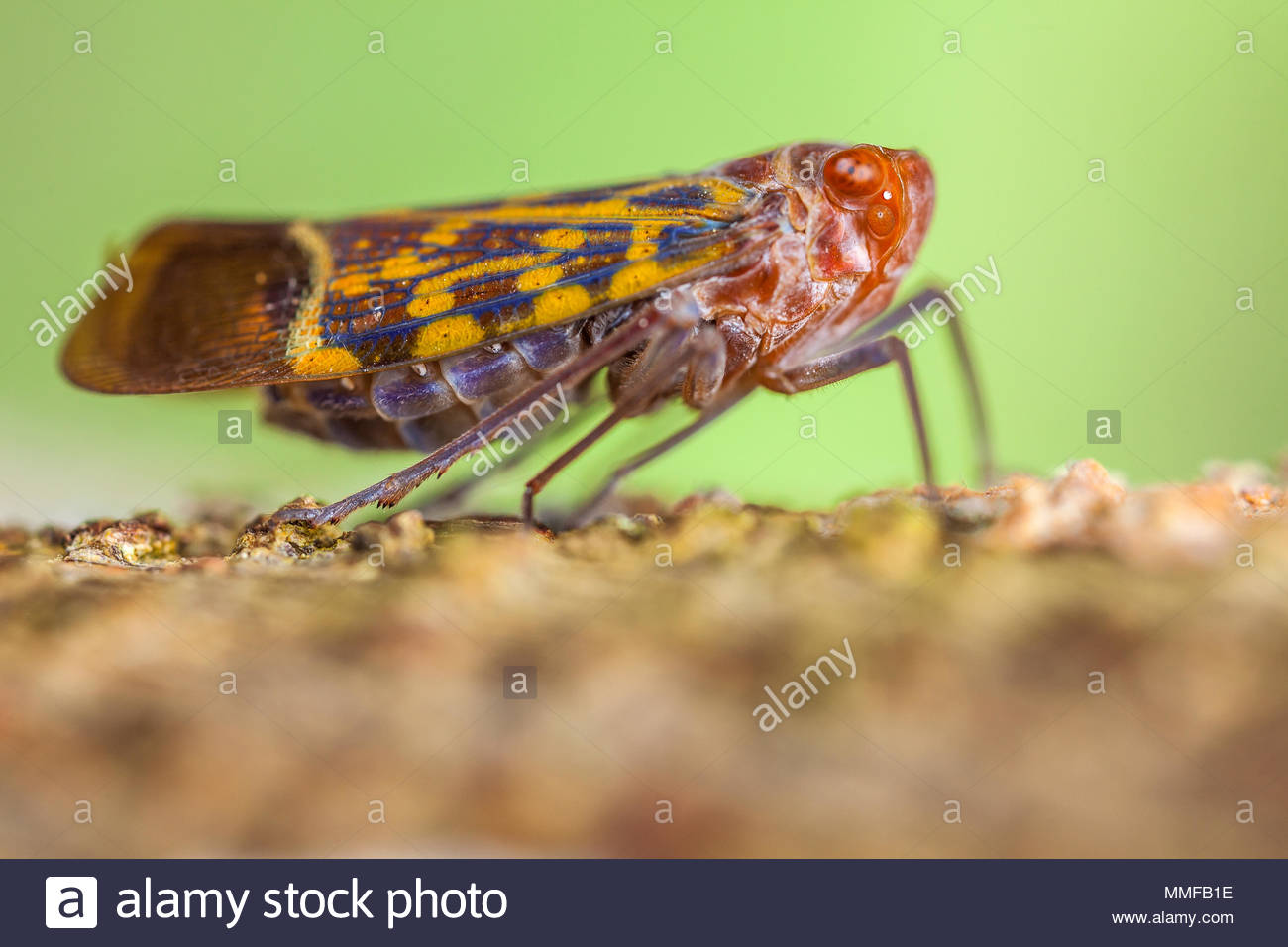Fulgoridae Stock Photos & Fulgoridae Stock Images - Alamy