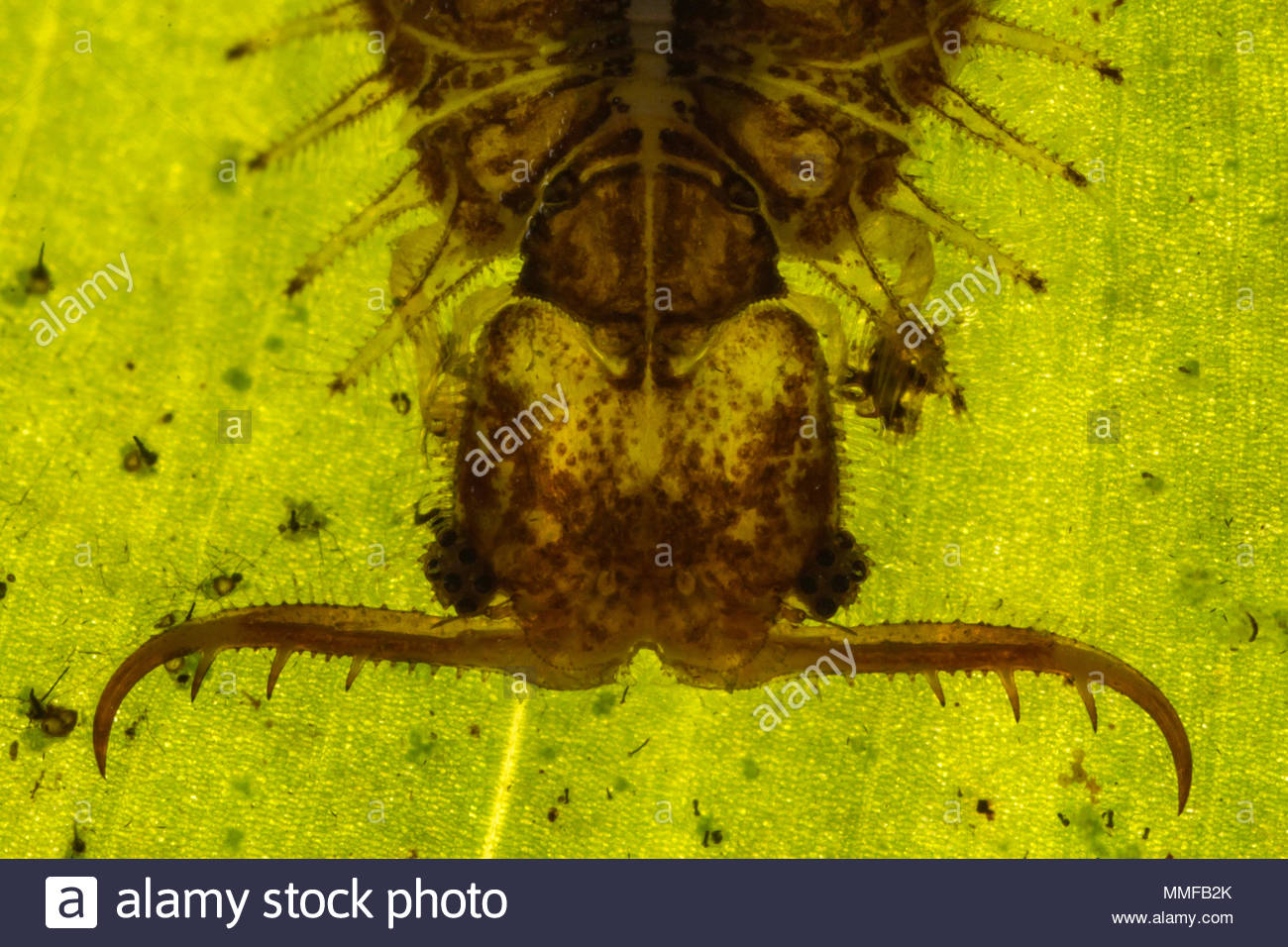 Fly Larvae Stock Photos & Fly Larvae Stock Images - Alamy