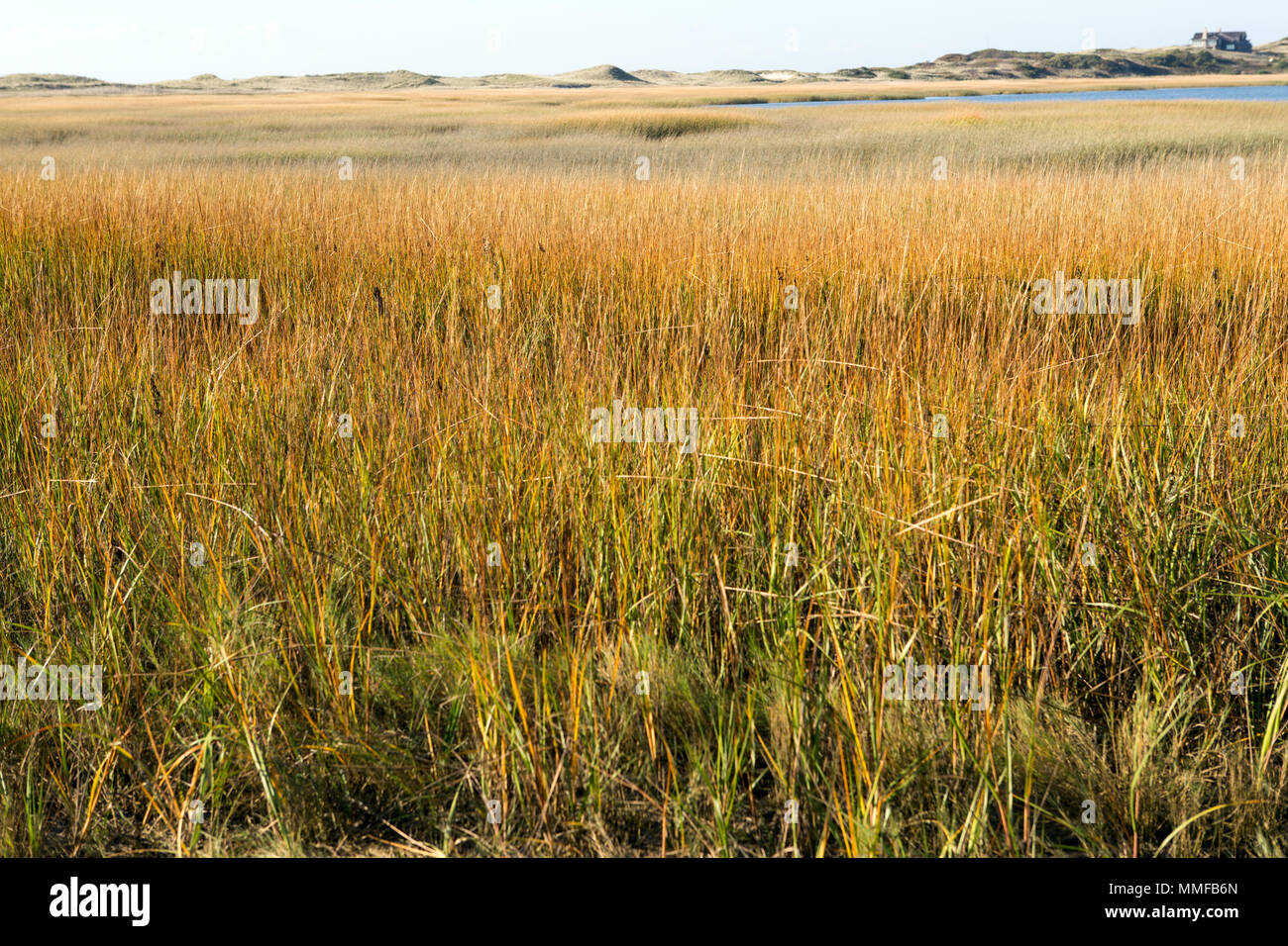 Bay water and grass in Welfleet, Cape Cod Stock Photo - Alamy