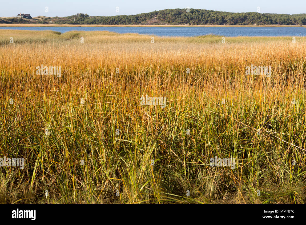 Bay water and grass in Welfleet, Cape Cod Stock Photo - Alamy