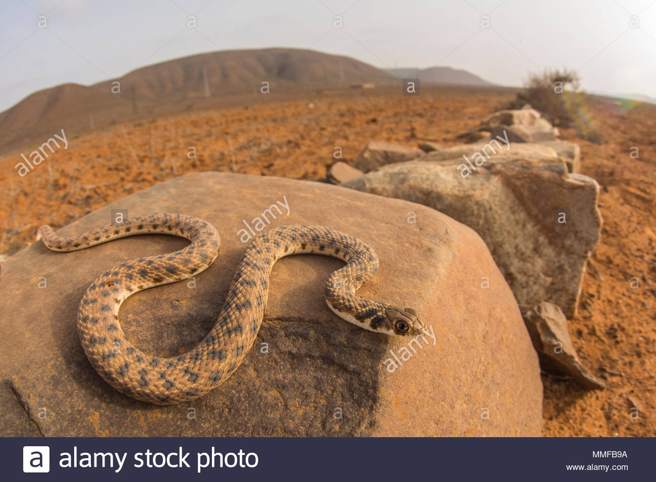 False Cobra Stock Photos & False Cobra Stock Images - Alamy