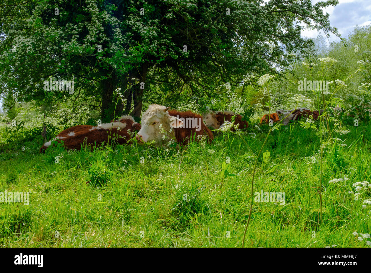 Cows resting under a tree at Coe Fen, Cambridge Stock Photo - Alamy