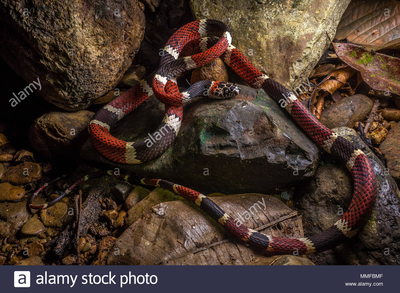 False Tree Coral Snake High Resolution Stock Photography and Images - Alamy