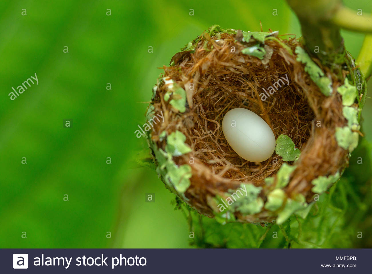 Hummingbird Egg Stock Photos & Hummingbird Egg Stock Images - Alamy