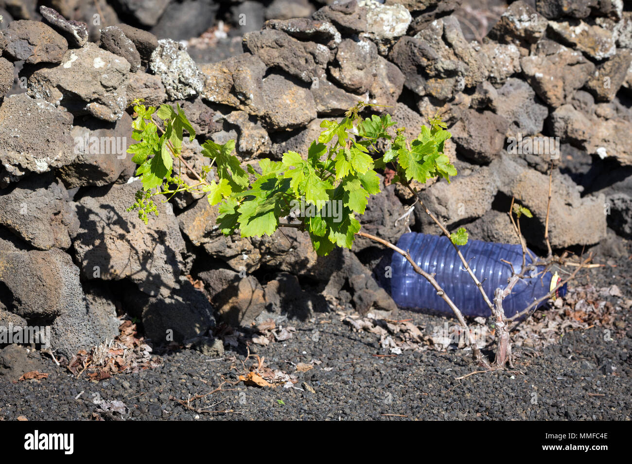 Young green Grape vine in front of a volcanic rock wall and in black ...