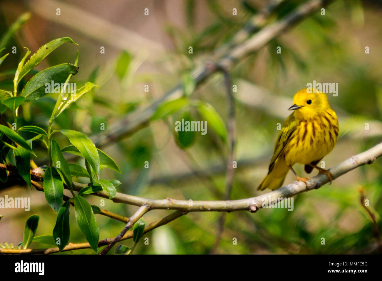 The colorful American Yellow Warbler. They make up the most widespread ...