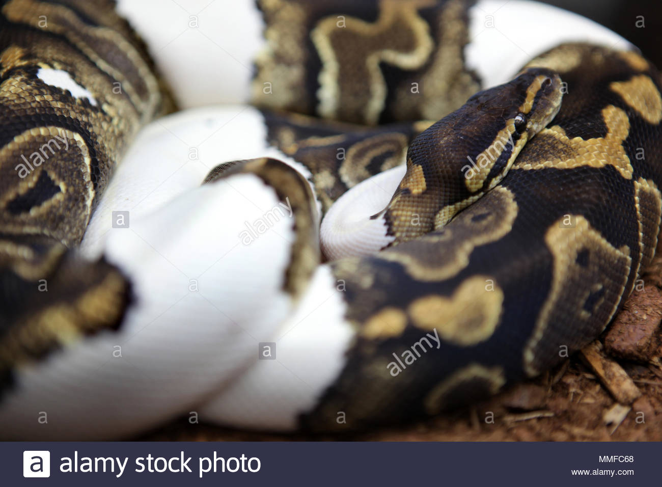 Reptile Breeders Expo High Resolution Stock Photography and Images - Alamy