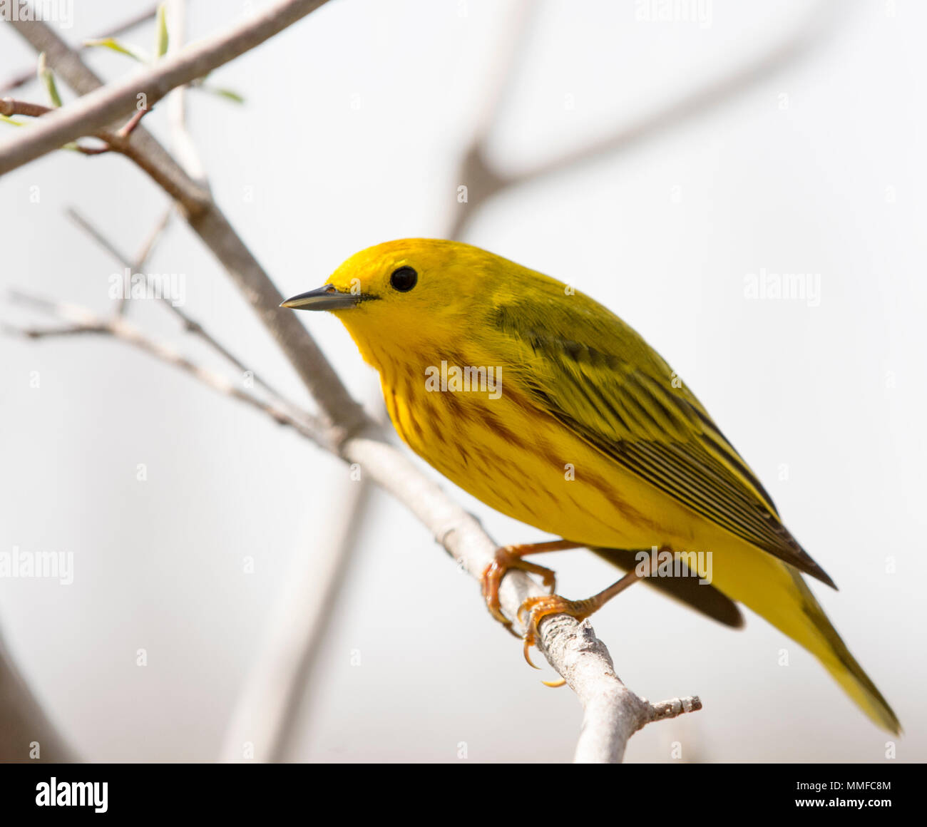 An American Yellow Warbler bird seen at Magee Marsh in Northwest Ohio ...