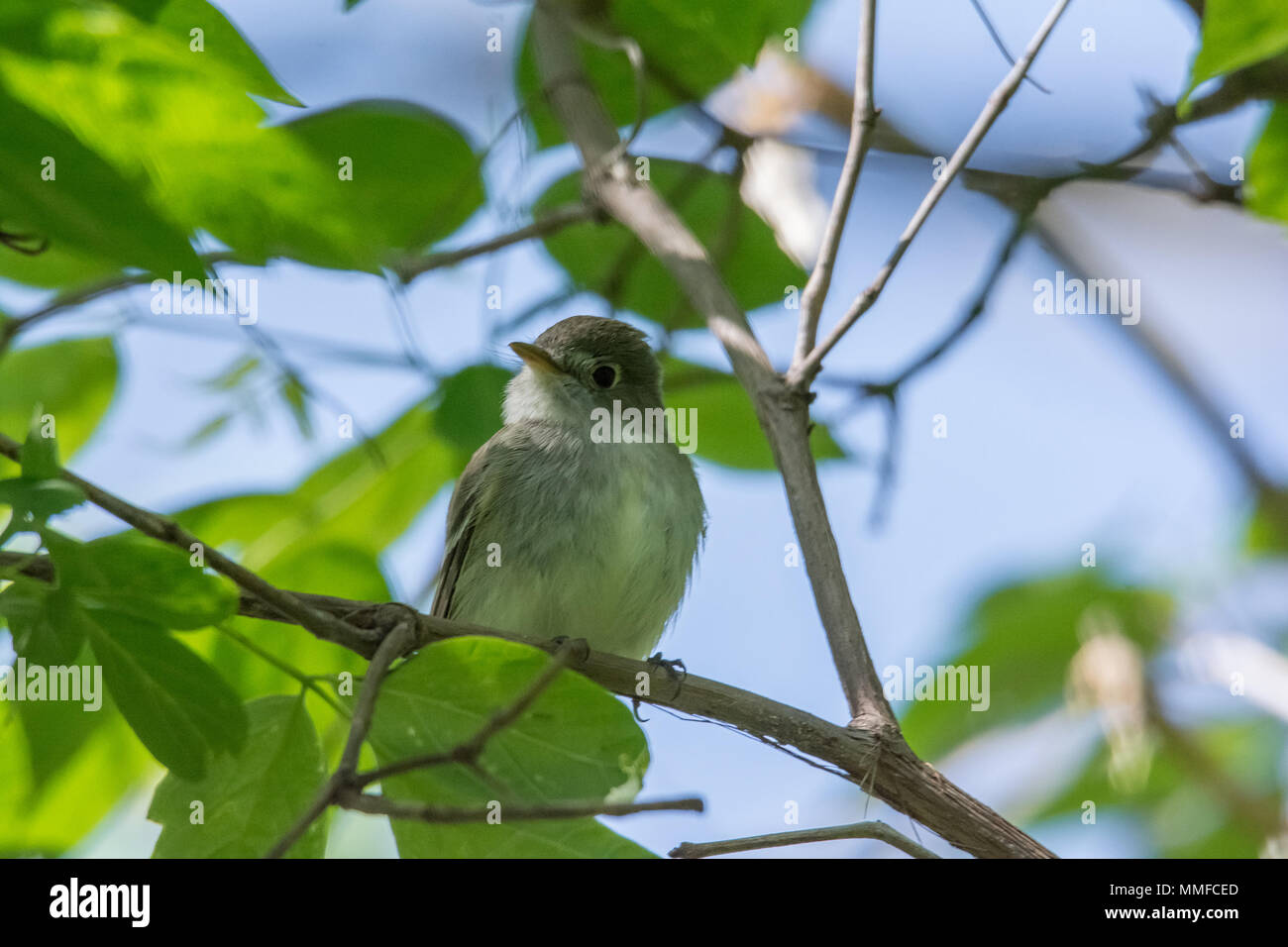 A Blue-Gray Gnatcatcher bird was seen at Magee Marsh in Northwest Ohio ...